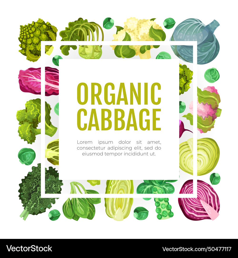 Cabbage vegetable banner design with crop Vector Image