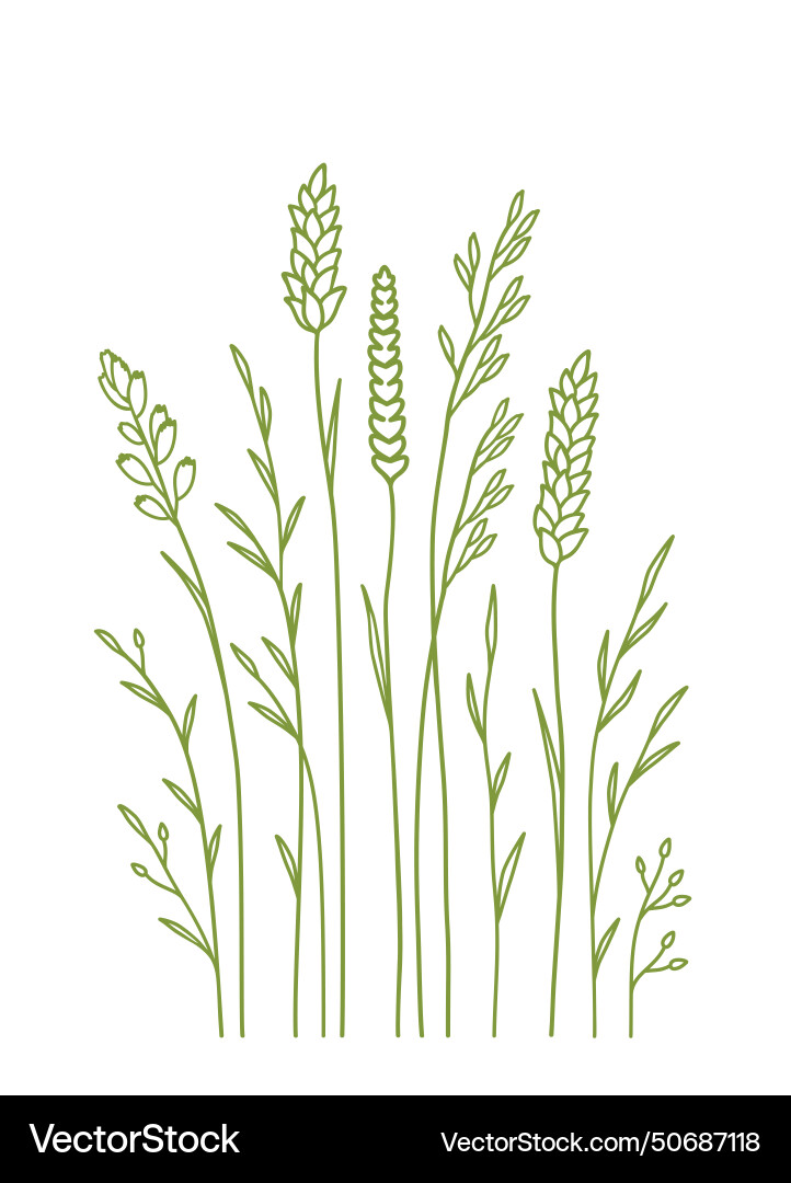 Wild grasses pattern with field flowers herbs Vector Image