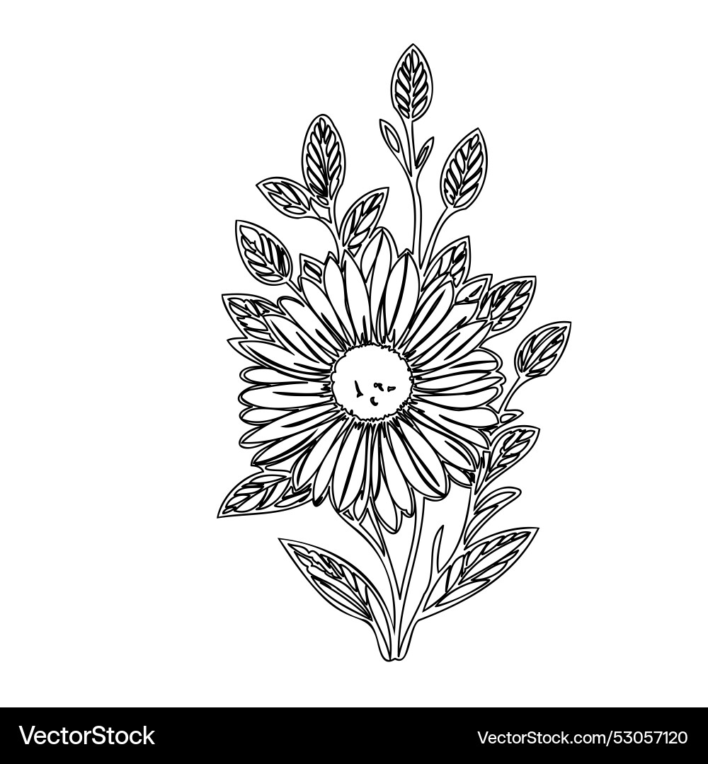 Aster flower plant sketch outline Royalty Free Vector Image