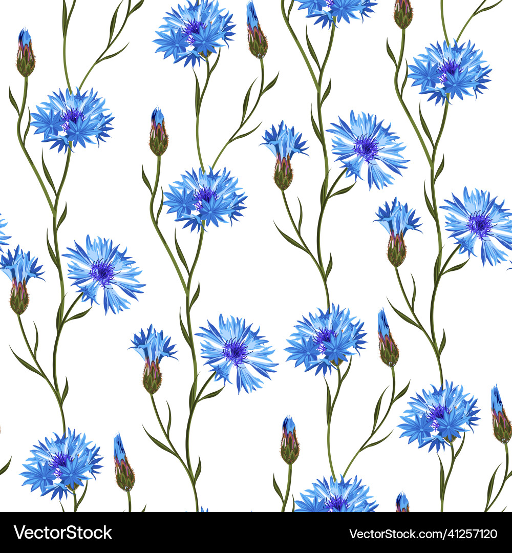 Simple cornflower wild flowers floral seamless Vector Image