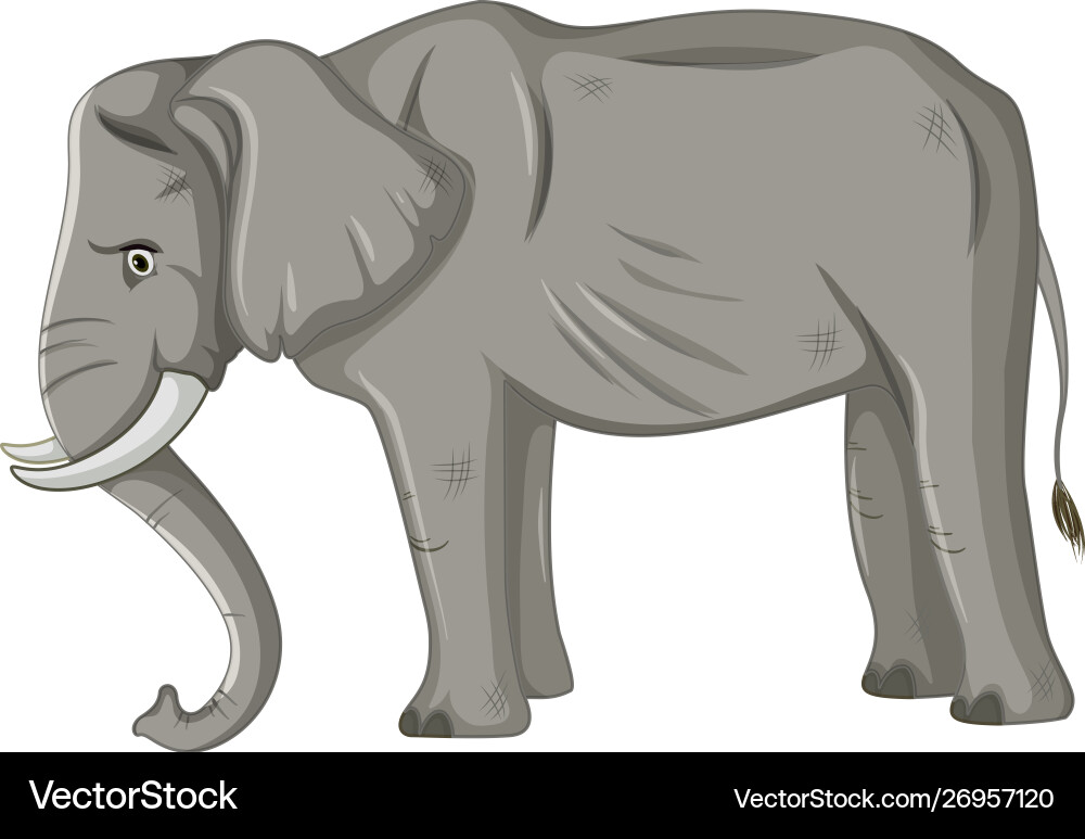 Skinny elephant on white background Royalty Free Vector