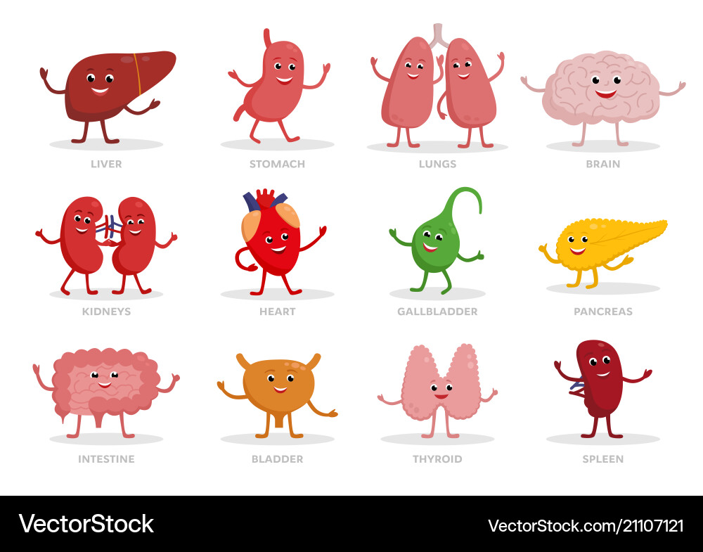 Cute human organs cartoon characters Royalty Free Vector