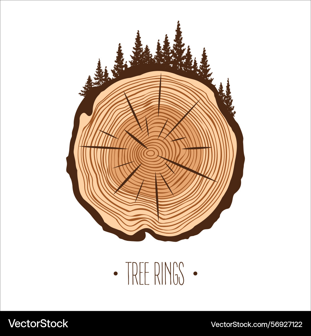 Round tree trunk cut with trees and forest sawn Vector Image