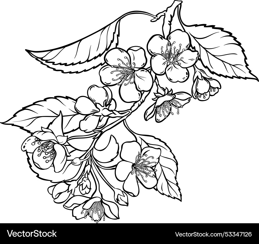 Cherry branch with flowers outline Royalty Free Vector Image