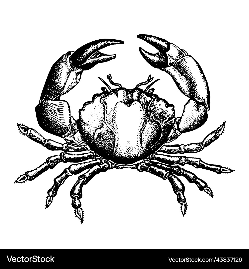 Hand drawn crab sketch seafood Royalty Free Vector Image