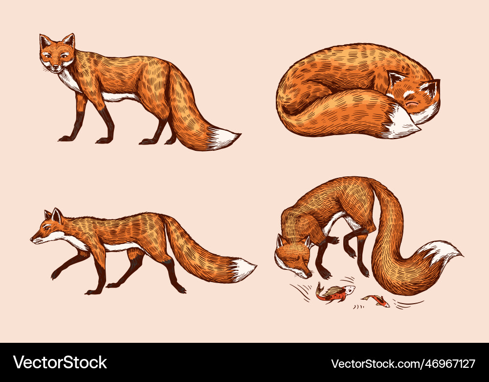 Wildrot Fuchs Set Wald Ingwer Tier fliegen Vektorbild