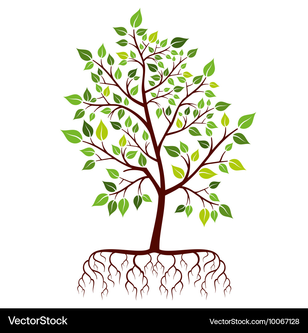 Tree with roots and green leaves Royalty Free Vector Image