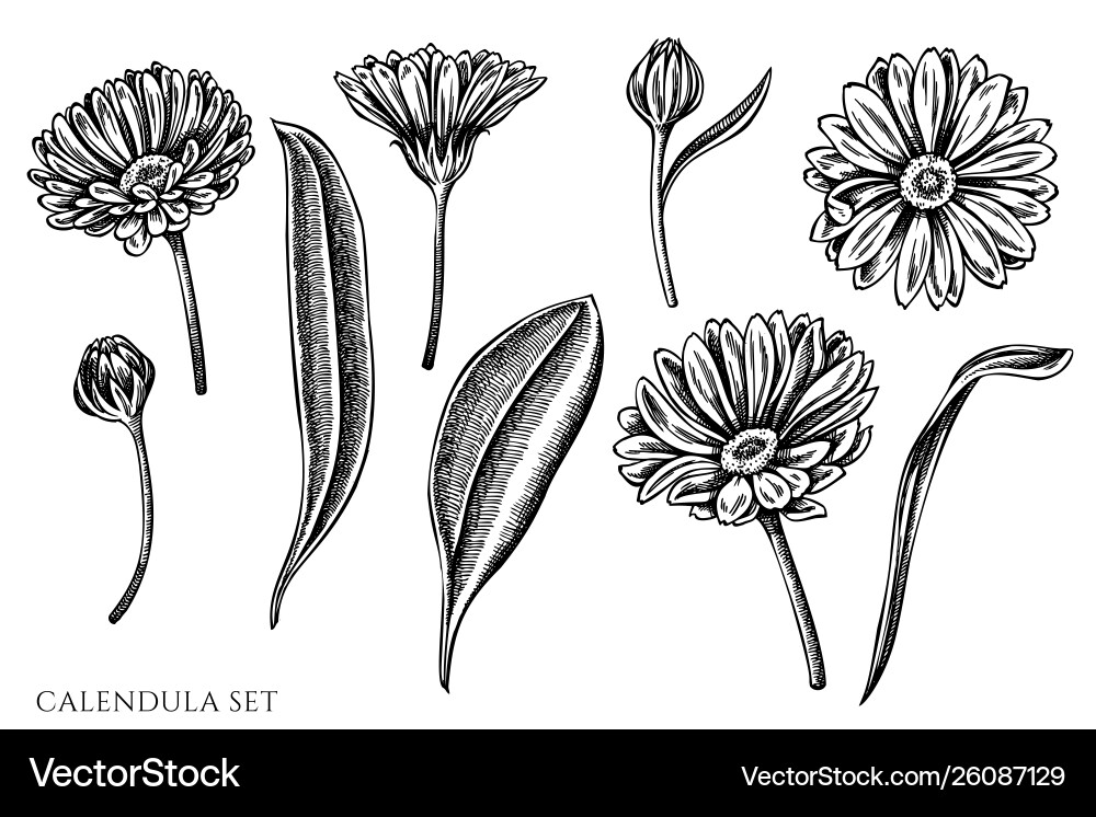 Set hand drawn black and white calendula Vector Image