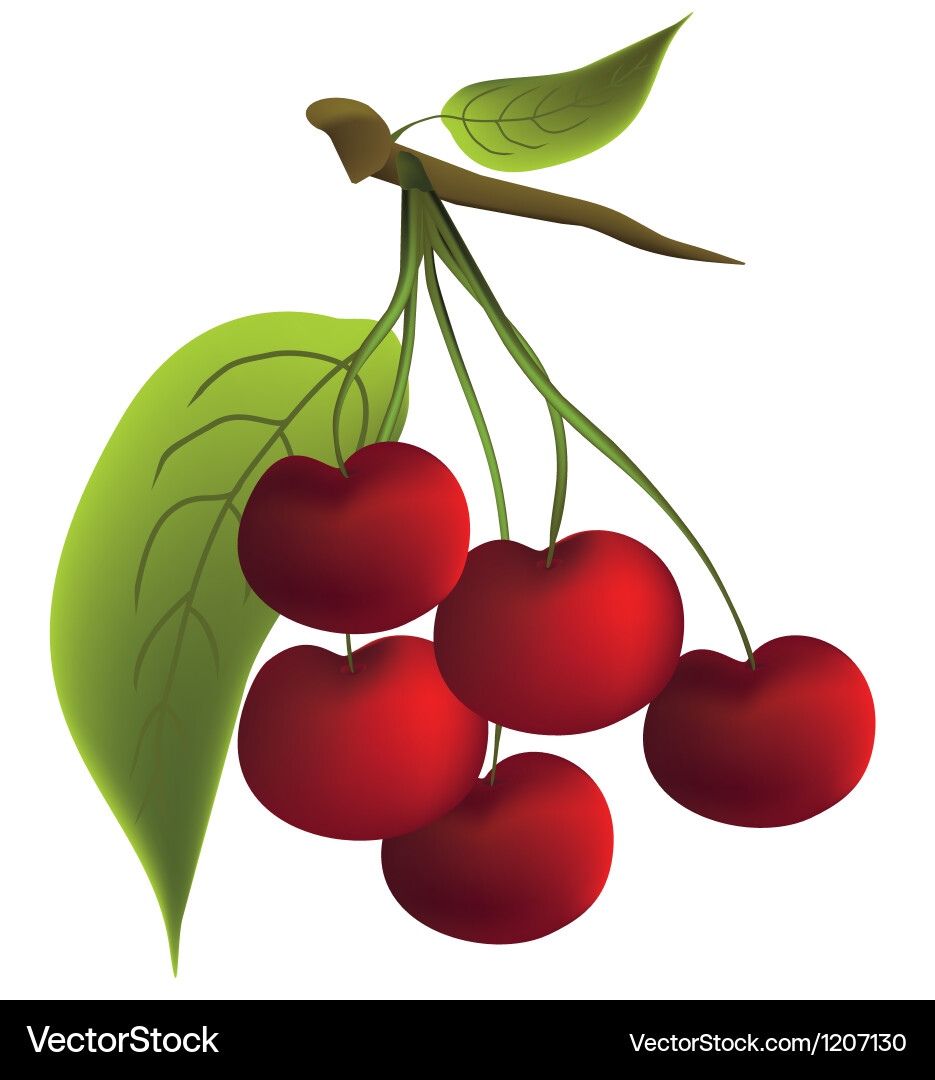 Cherries Royalty Free Vector Image - VectorStock