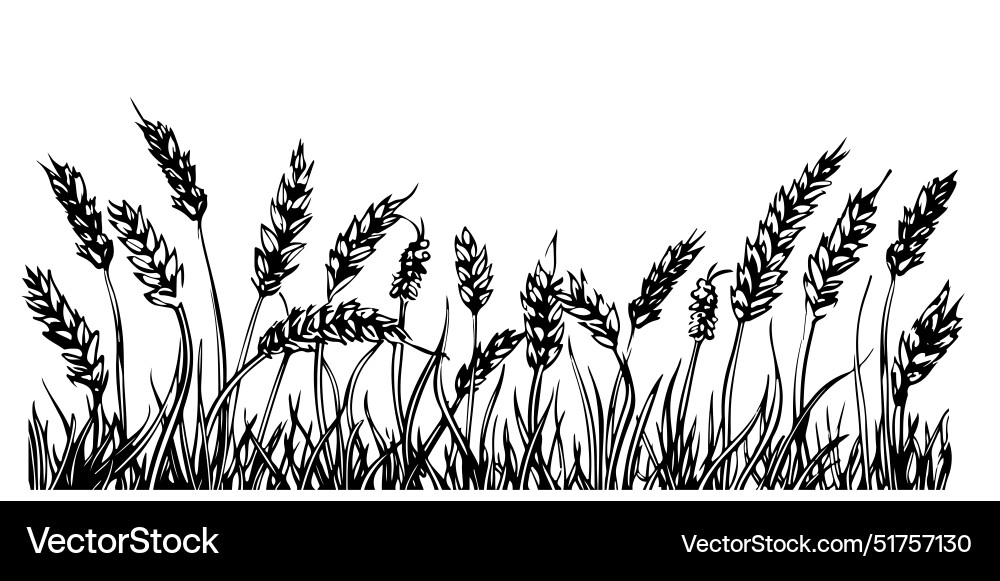 Hand drawn of wheat Royalty Free Vector Image - VectorStock