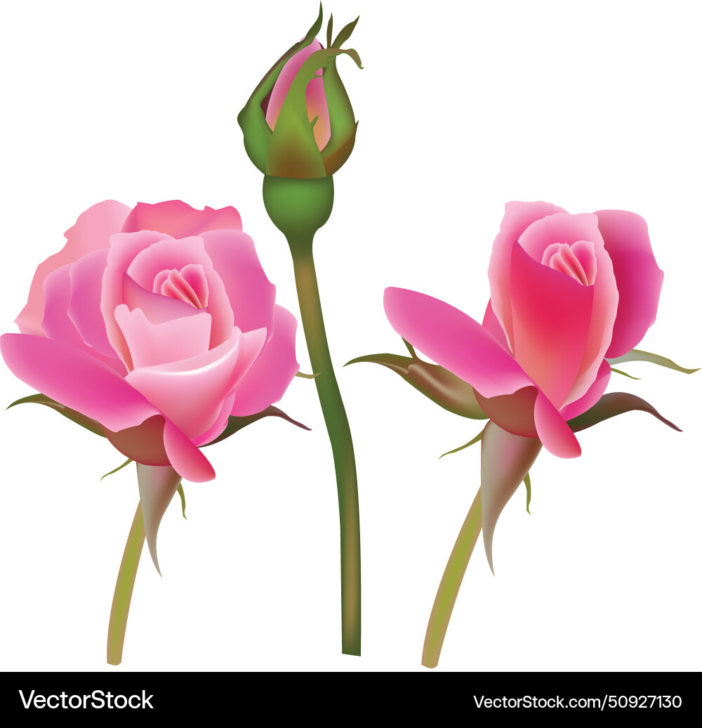 Rose card design Royalty Free Vector Image - VectorStock