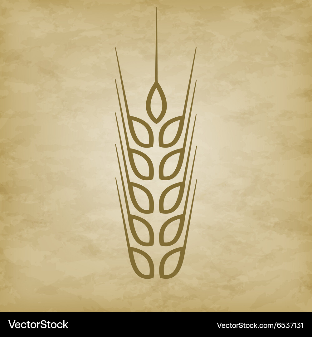 Wheat Spike Icon Royalty Free Vector Image - VectorStock