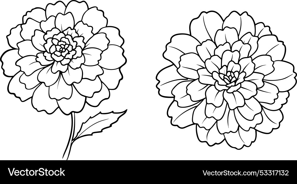 Marigold flower outline coloring book Royalty Free Vector