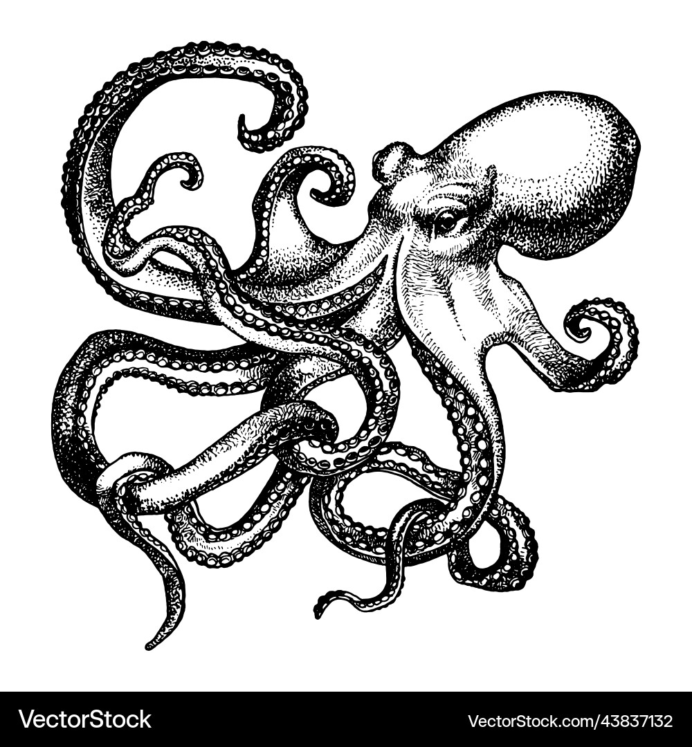 Octopus ink sketch isolated on white background Vector Image