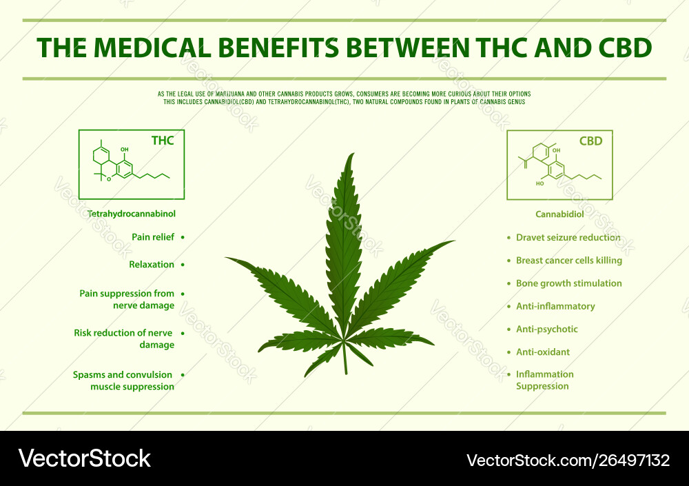 THC vs CBD: Medical Benefits Royalty Free Vector Image