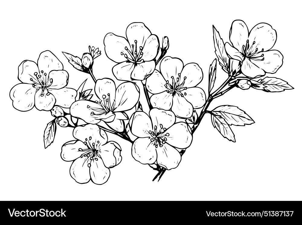 Sakura flower hand drawn ink sketch engraved Vector Image