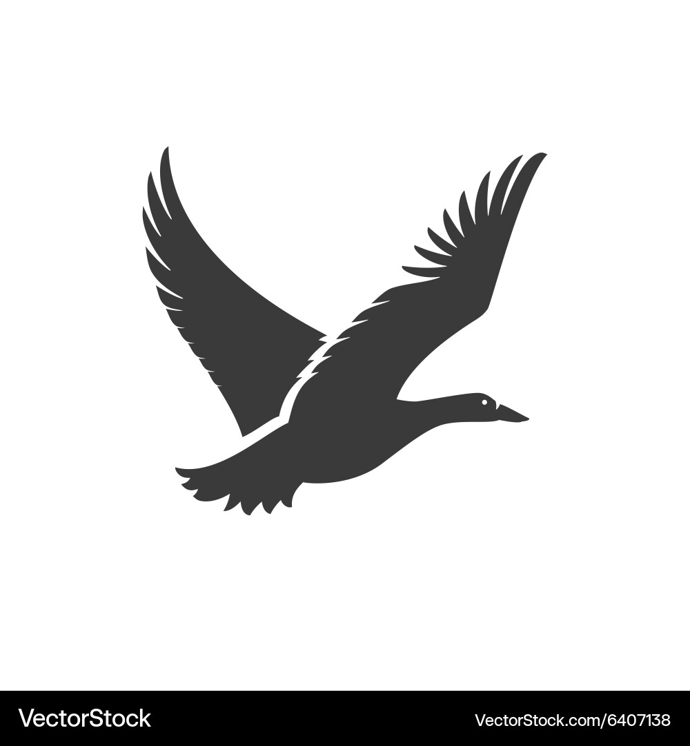 Duck flying side view isolated on white background