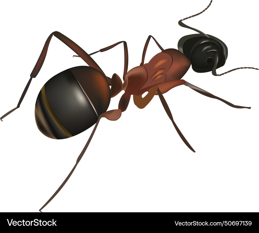 Detailed of an ant Royalty Free Vector Image - VectorStock