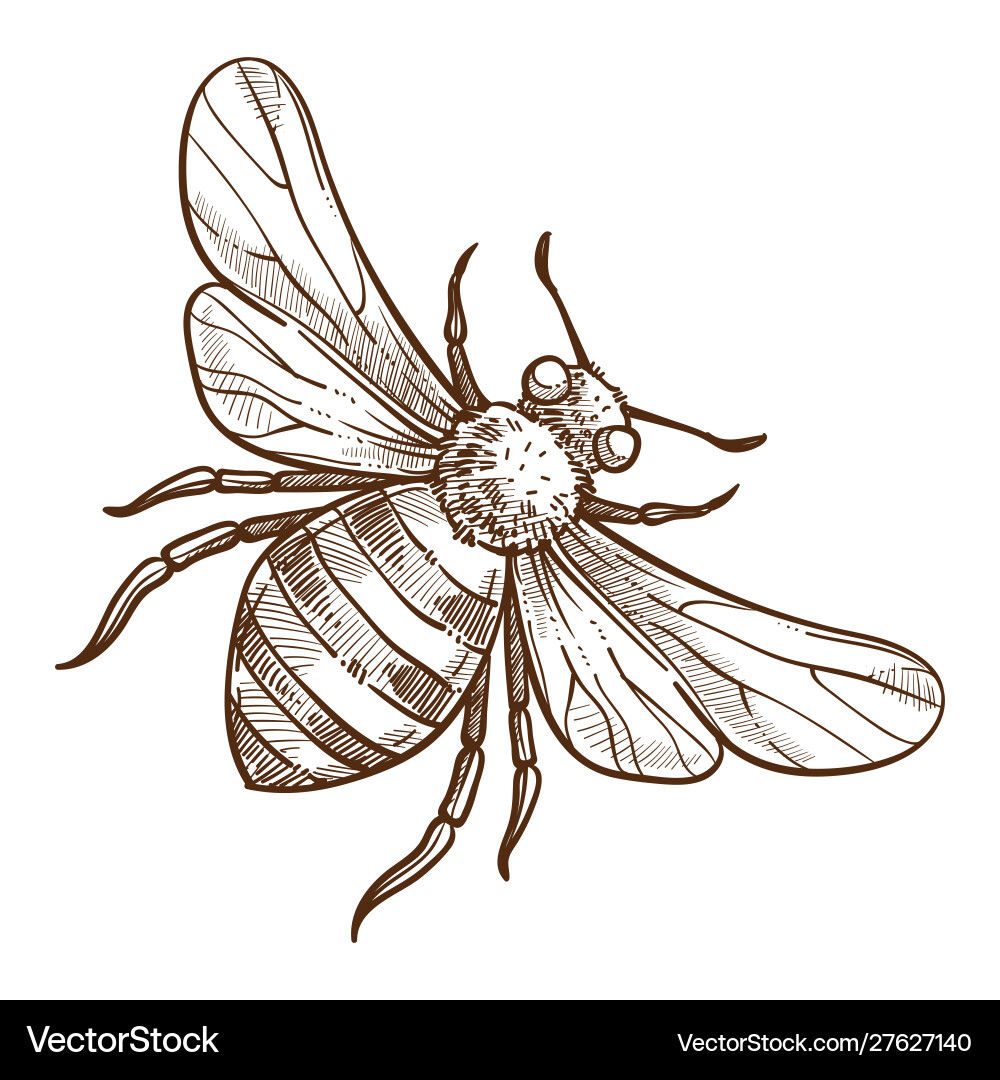 Stinging insect bee isolated sketch striped bug Vector Image