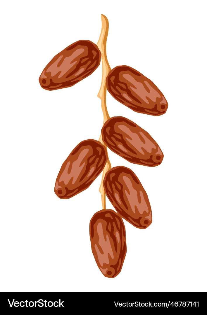 Dates fruits tropical vegetarian Royalty Free Vector Image
