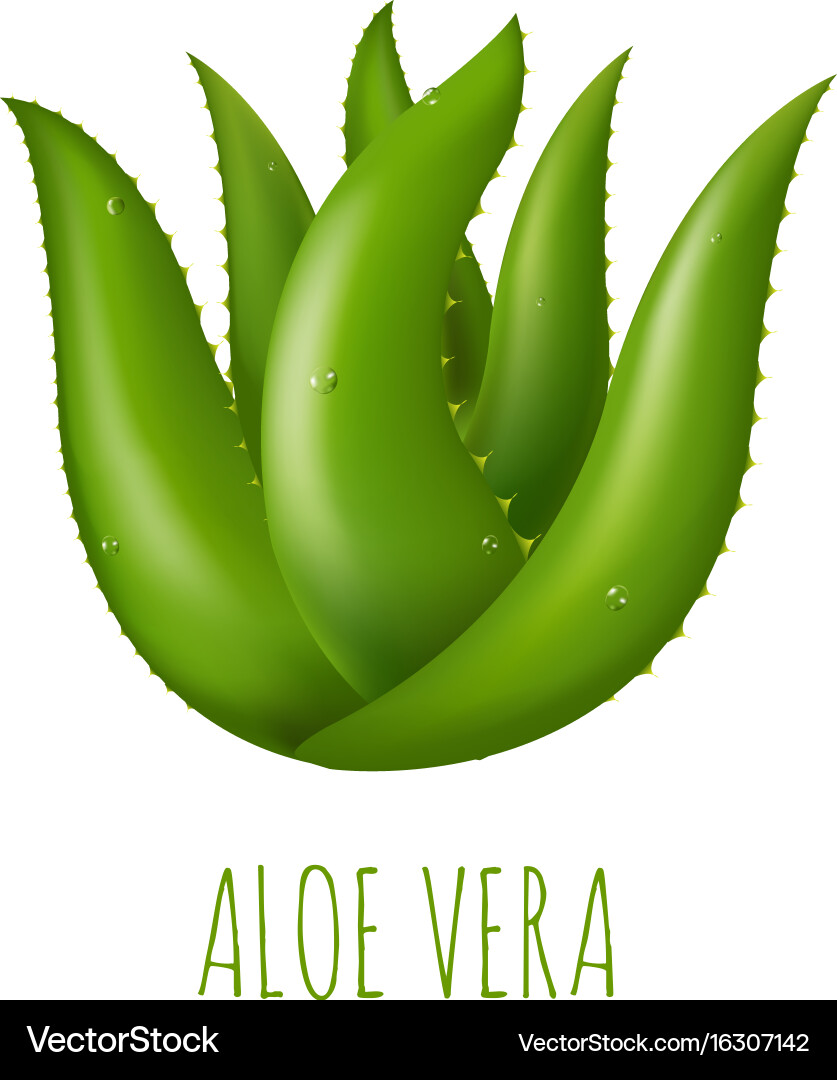 Aloe vera Royalty Free Vector Image - VectorStock