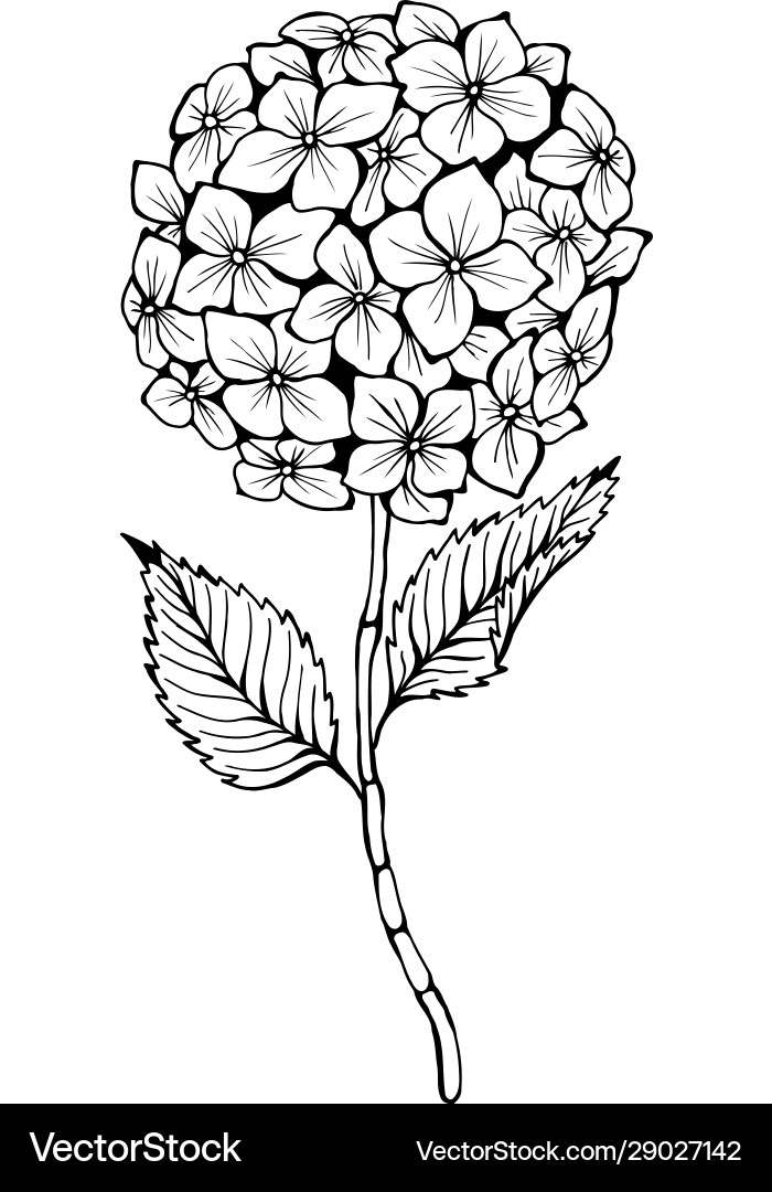 Hydrangea hand drawn Royalty Free Vector Image