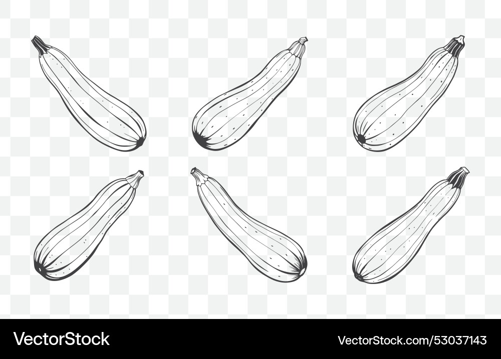 Print comprehensive zucchini line art set Vector Image
