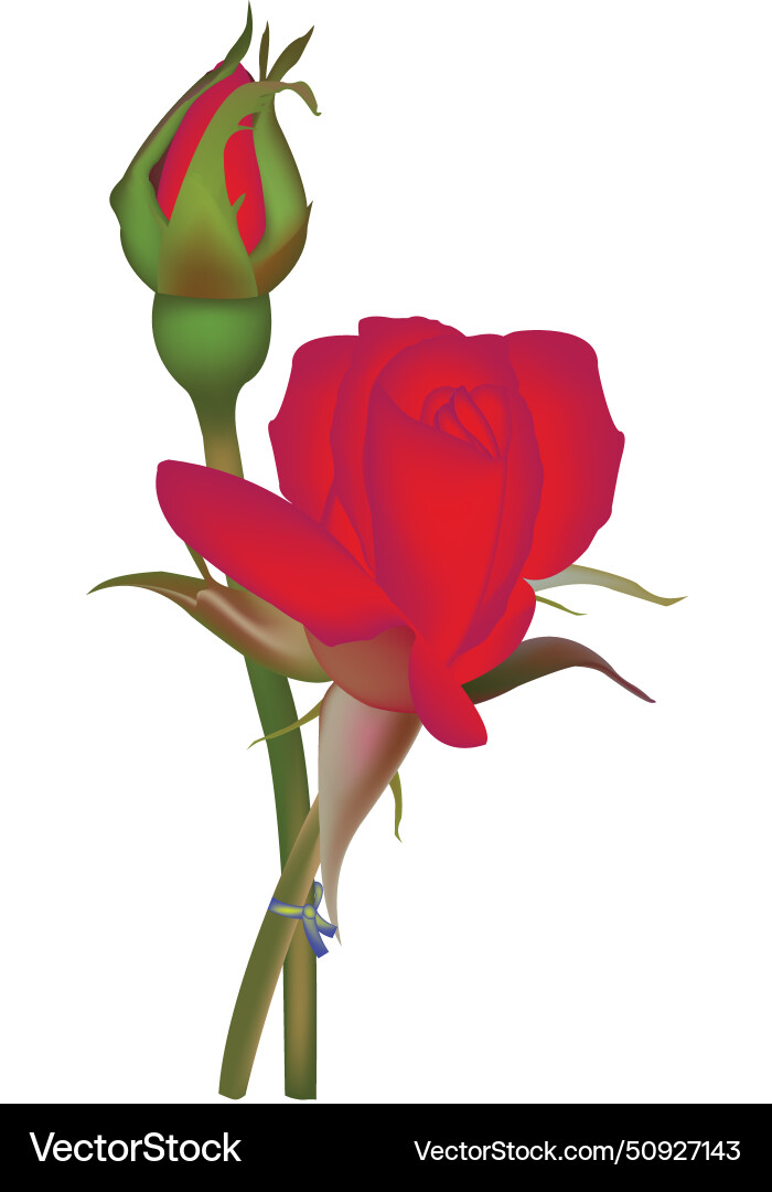 Red color rose flower Royalty Free Vector Image