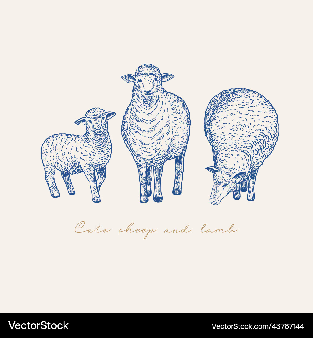 Card with three sheep Royalty Free Vector Image