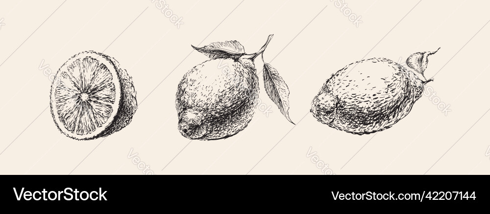 Hand drawn sketch set lemon Royalty Free Vector Image