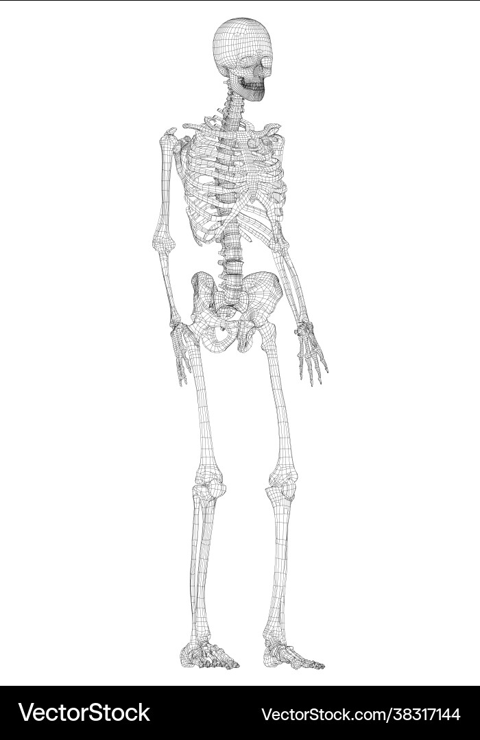 Human skeleton Royalty Free Vector Image - VectorStock