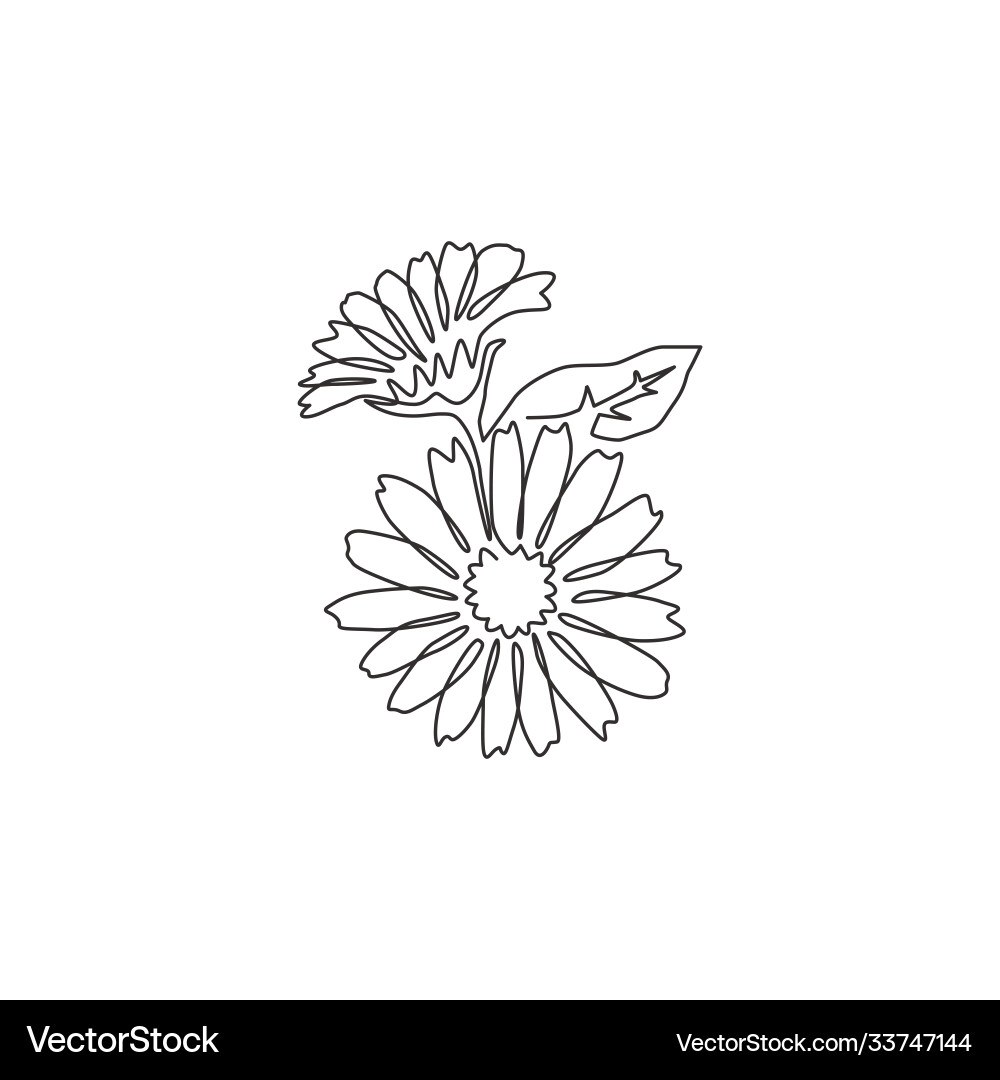 One single line drawing beauty fresh marigold Vector Image