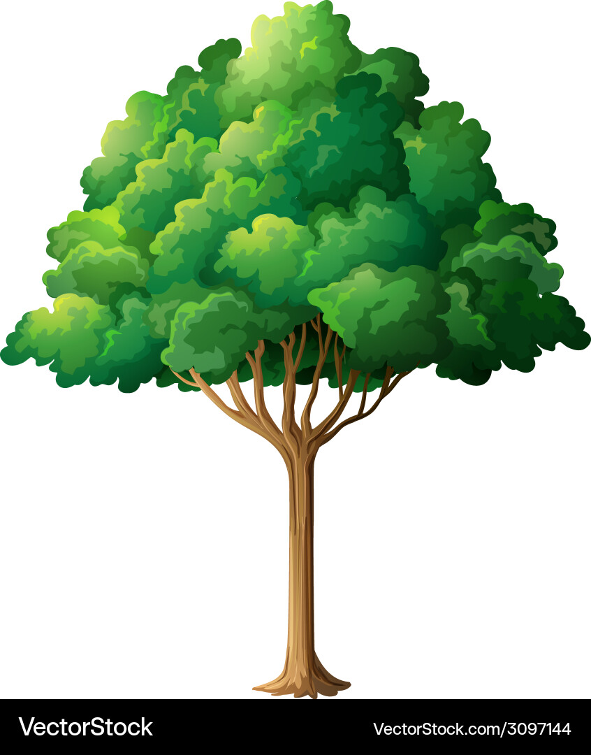 Tree Royalty Free Vector Image - VectorStock