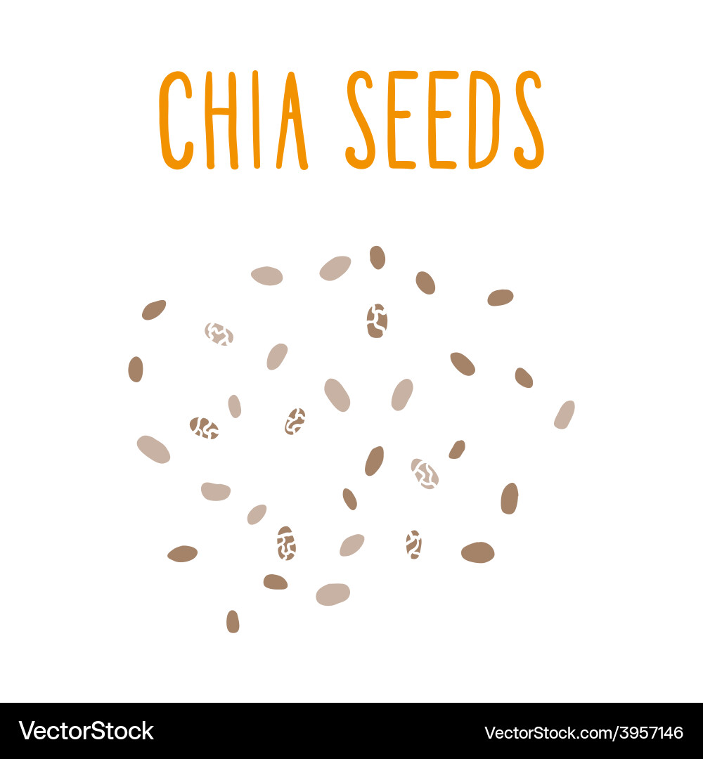 Chia seeds Royalty Free Vector Image - VectorStock