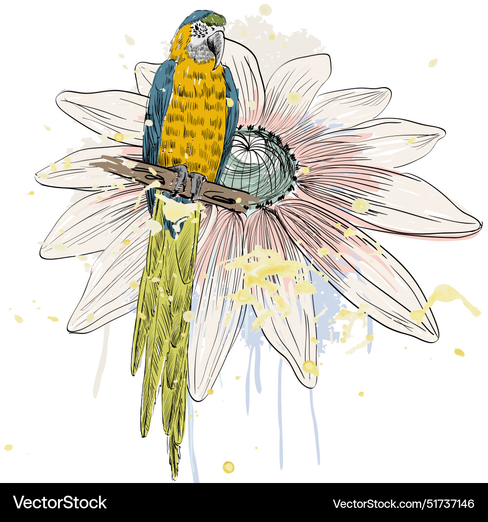 Parrot Royalty Free Vector Image - VectorStock