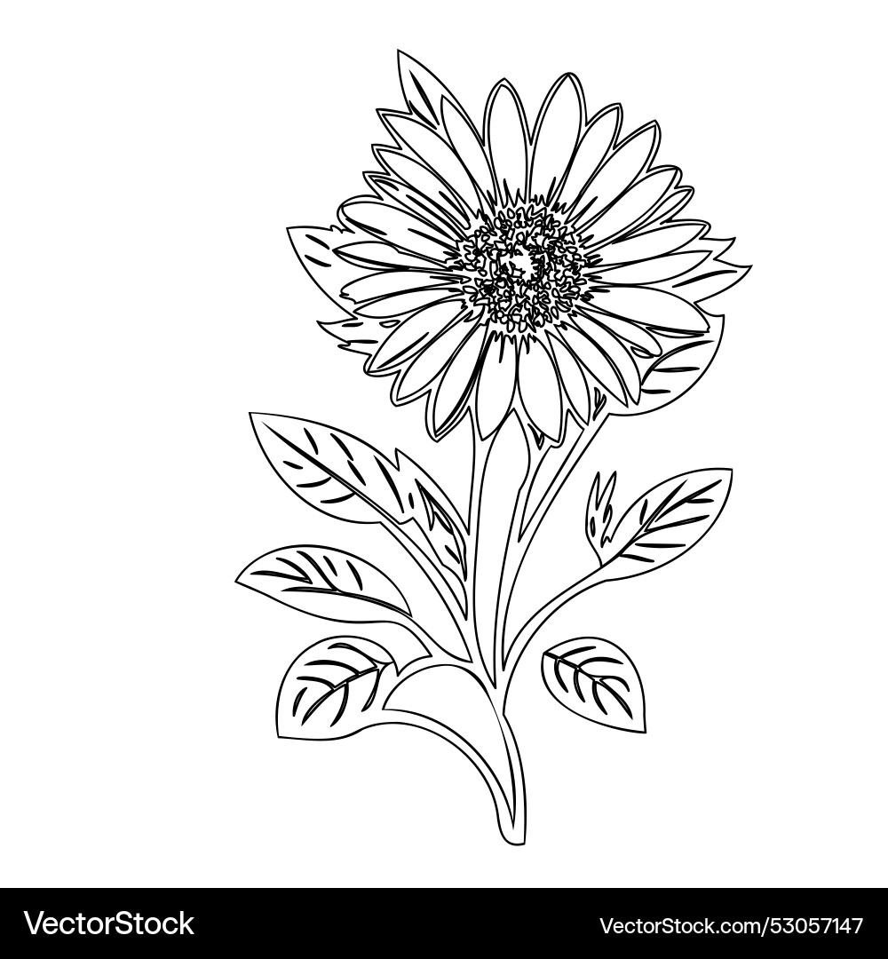 Aster flower plant sketch outline Royalty Free Vector Image