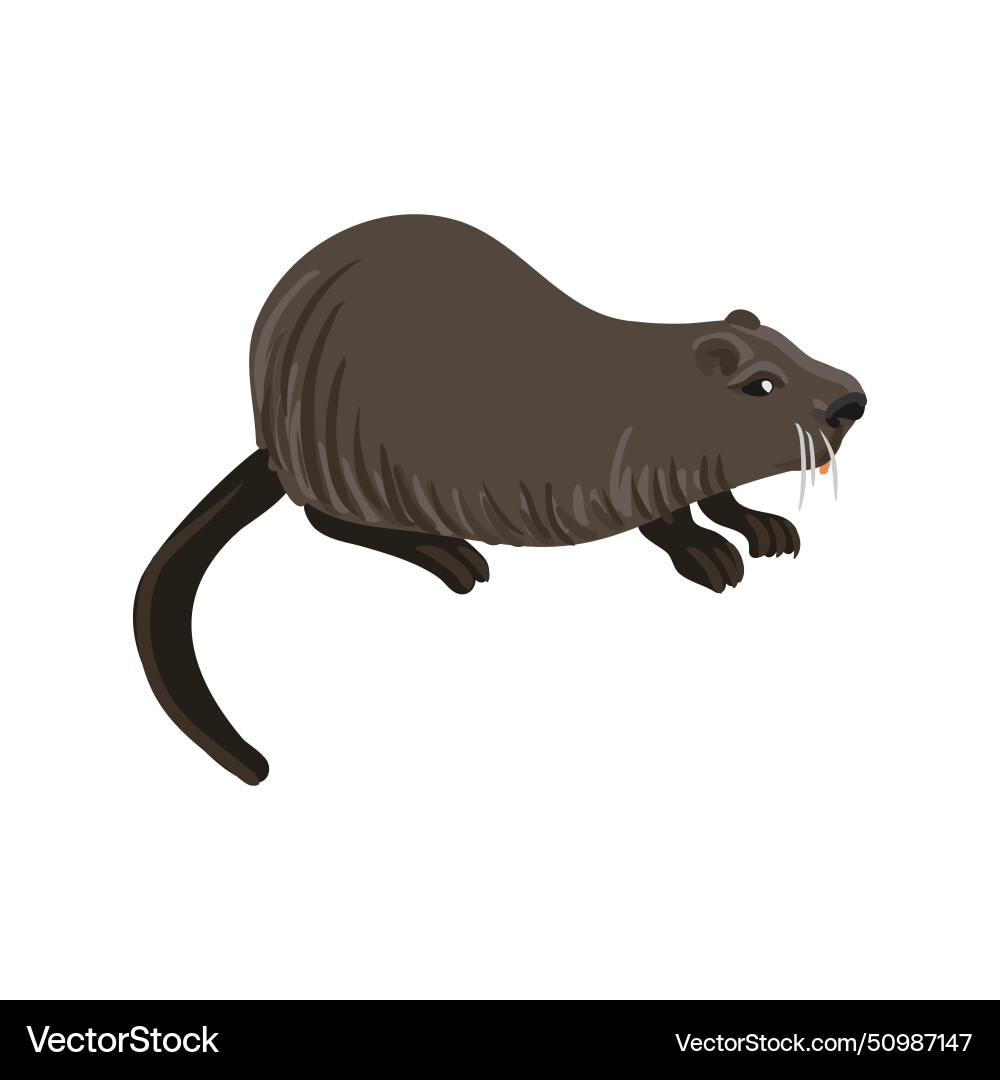 Drawing nutria coypu Royalty Free Vector Image
