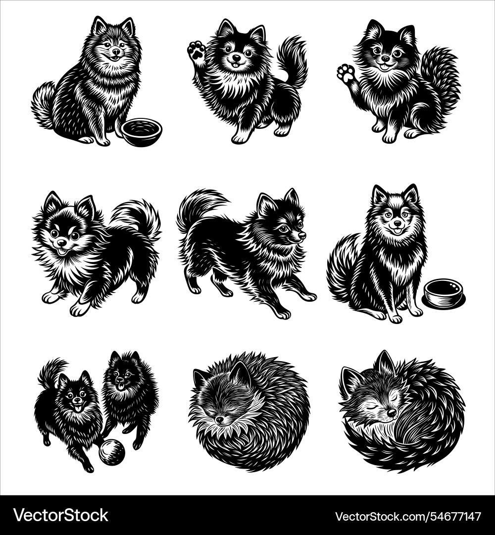 Pomeranian dog Royalty Free Vector Image - VectorStock