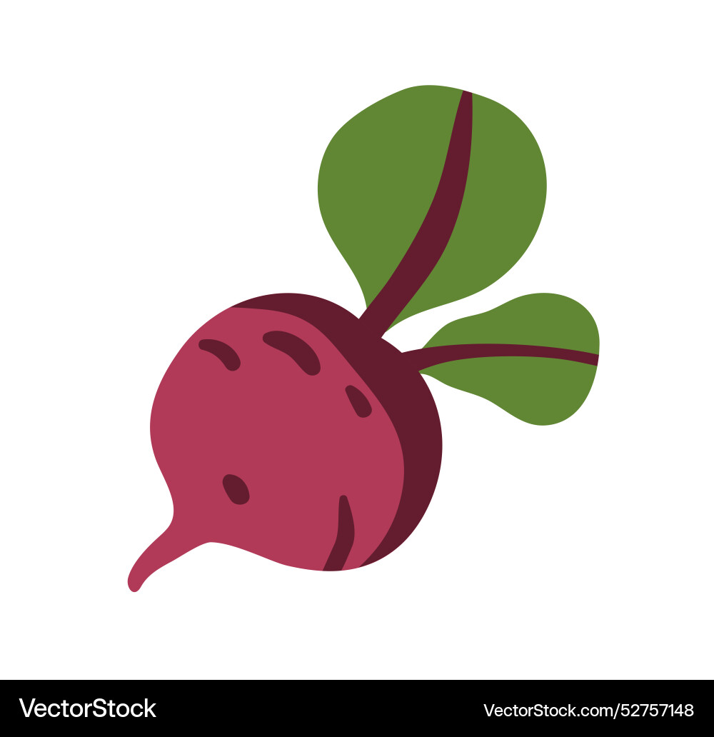 Beetroot fresh vegetable with green leaves Vector Image