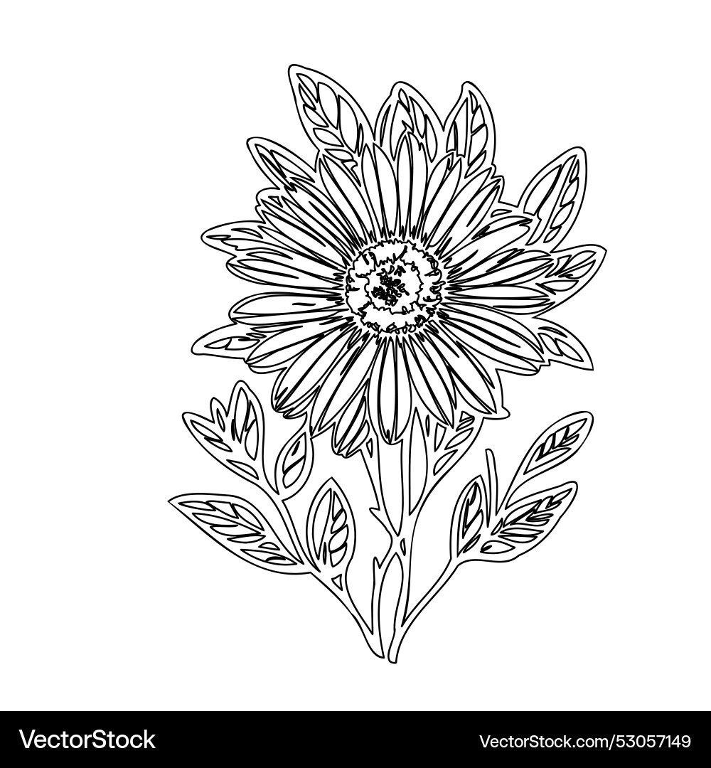 Aster flower plant sketch outline Royalty Free Vector Image