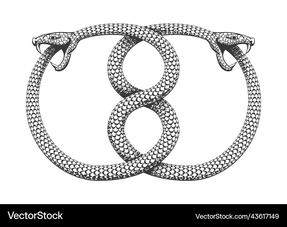 Two intertwined ouroboros snakes eat their tails Vector Image