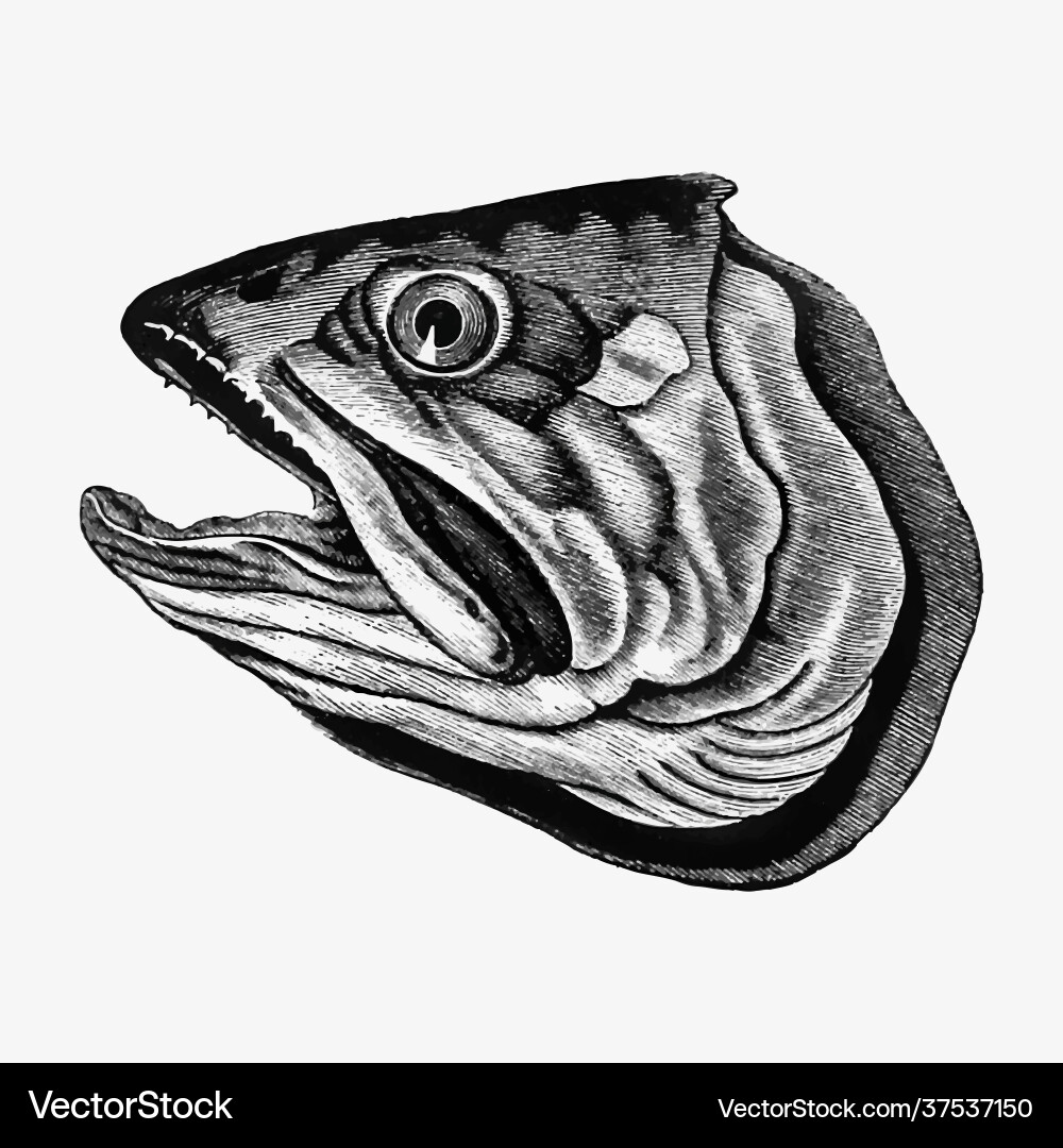 Cut fish head Royalty Free Vector Image - VectorStock