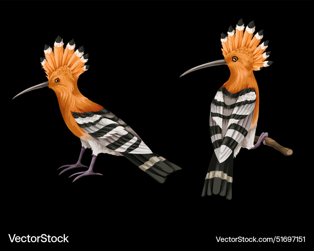Hoopoe birds isolated Royalty Free Vector Image