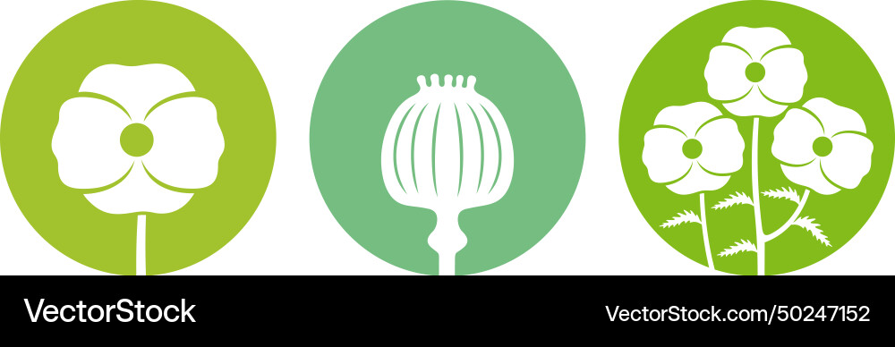 Poppy flower Royalty Free Vector Image - VectorStock