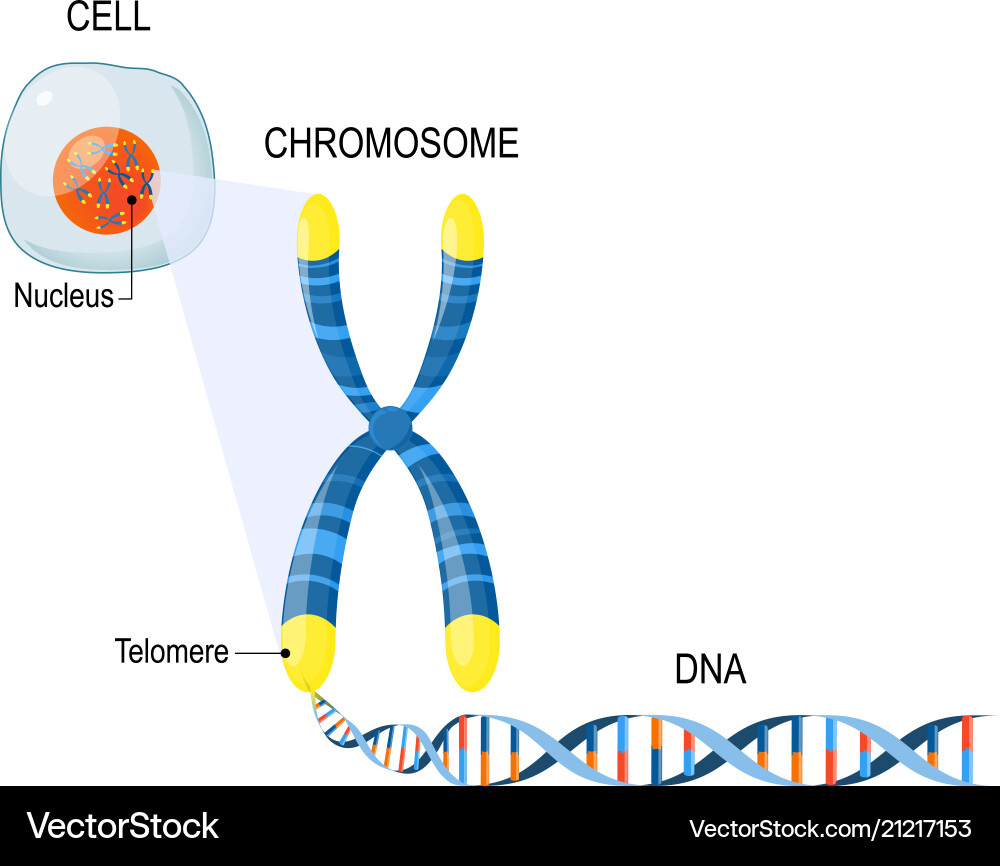 Chromosome Structure Telomere Telomerase An Overview | ScienceDirect