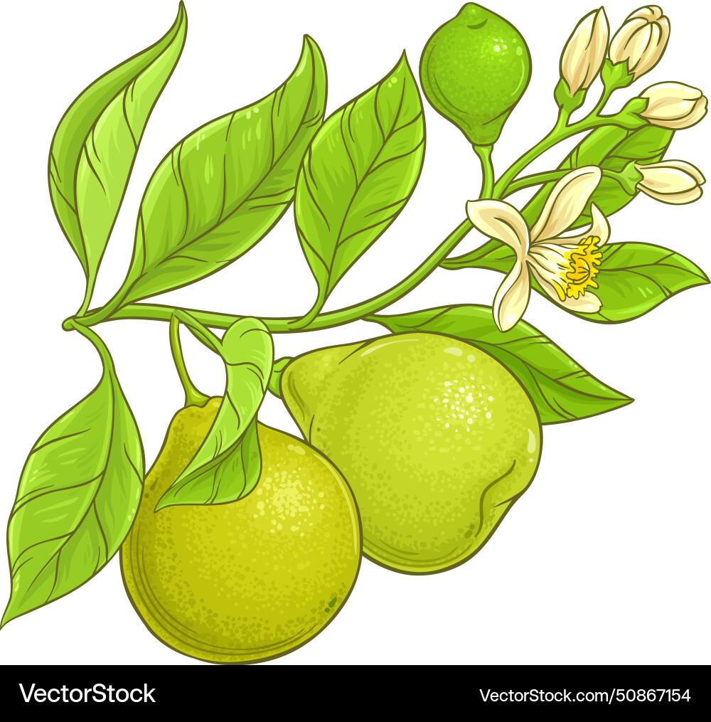 Bergamot branch with colored detailed Royalty Free Vector