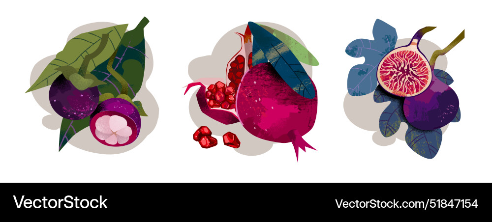 Botanical of fruits Royalty Free Vector Image - VectorStock