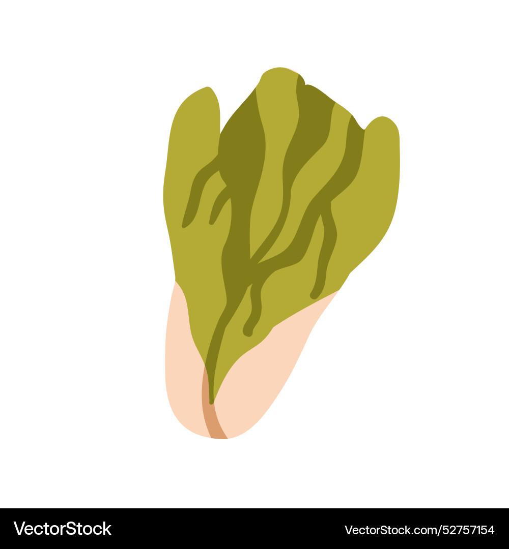 Fresh green lettuce leafy vegetable organic Vector Image