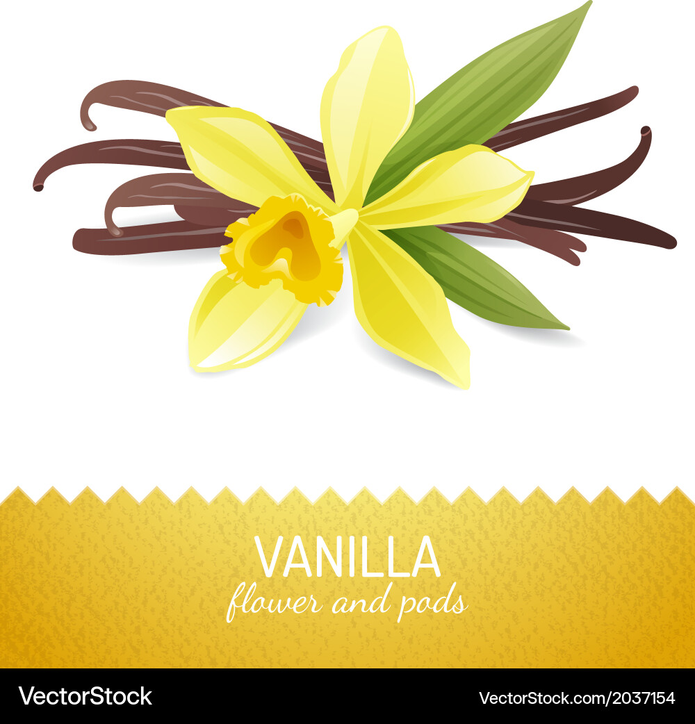 Vanilla icon Royalty Free Vector Image - VectorStock