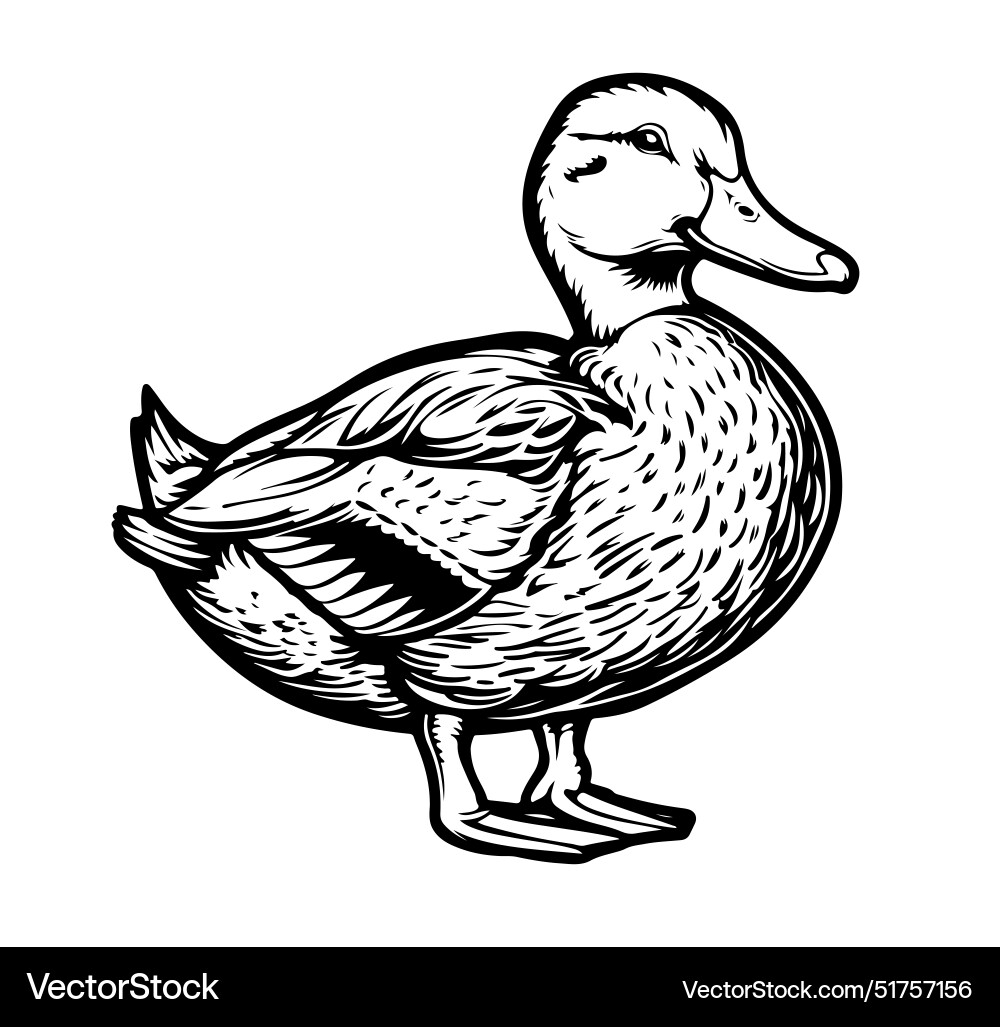 Antique engraving drawing of Royalty Free Vector Image